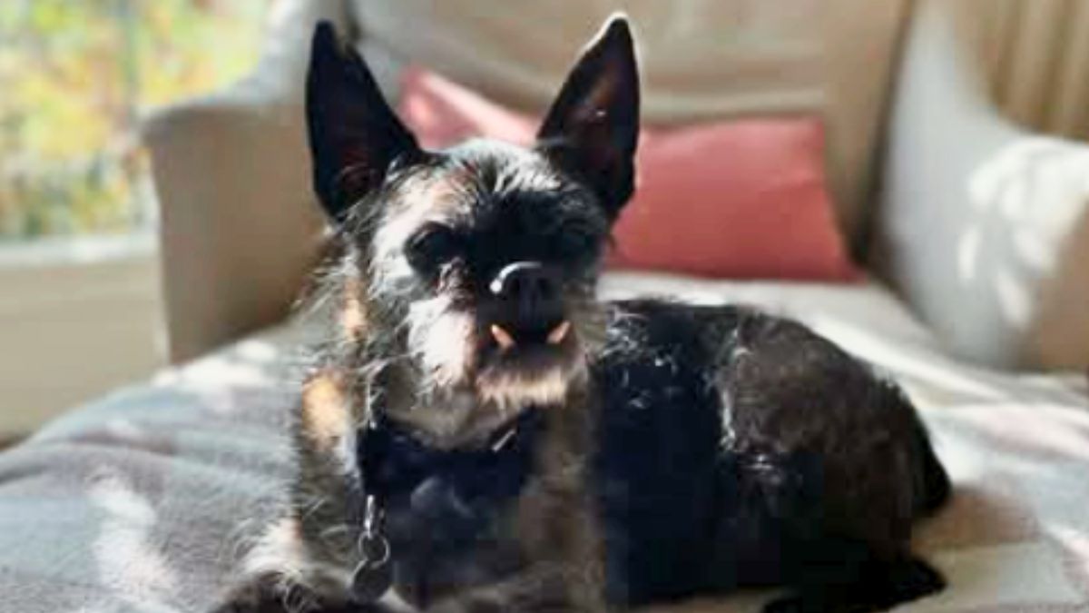 CM Punk Announces Death of Beloved Dog Larry | SEScoops
